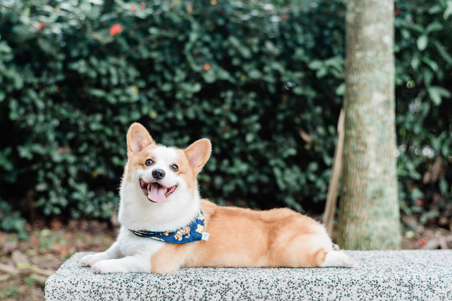 Pets - bitesizevisuals.com